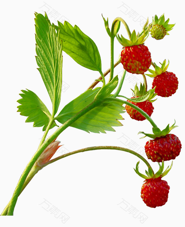 草莓树png元素素材图片下载-万素网